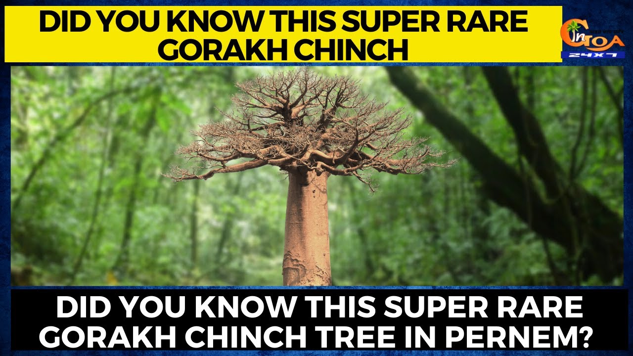 Did you know this super rare Gorakh Chinch, Also known as Baobab tree ...