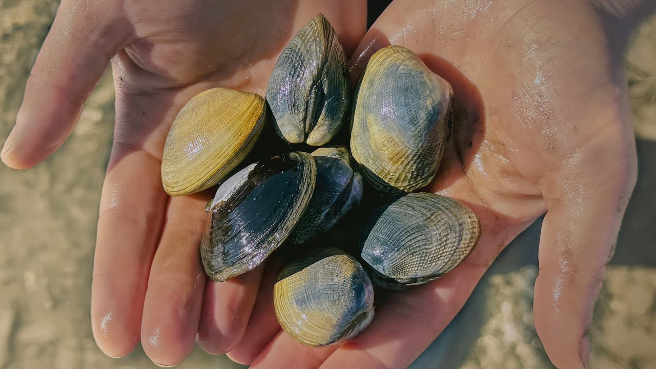 Shellfish Forage and a Feast with Human Nature Hunting - YouTube