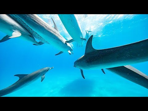 Dolphin Tales 3-2017 - Being Part of the Dolphin Pod - YouTube