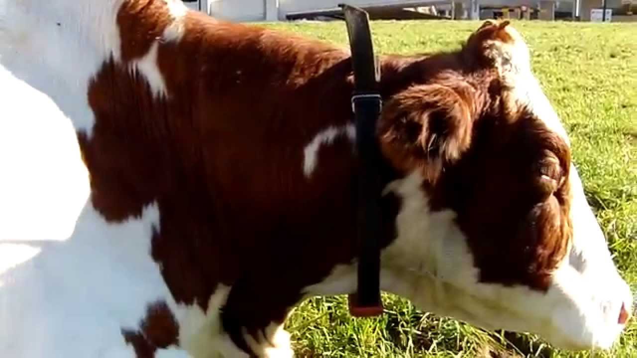 Zahme Kuh - Meek cow - YouTube