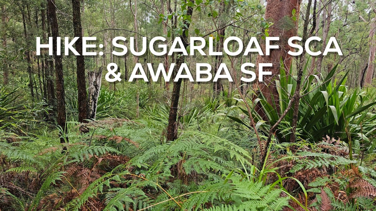 Hike in Sugarloaf State Conservation Area and Awaba State Forest - YouTube
