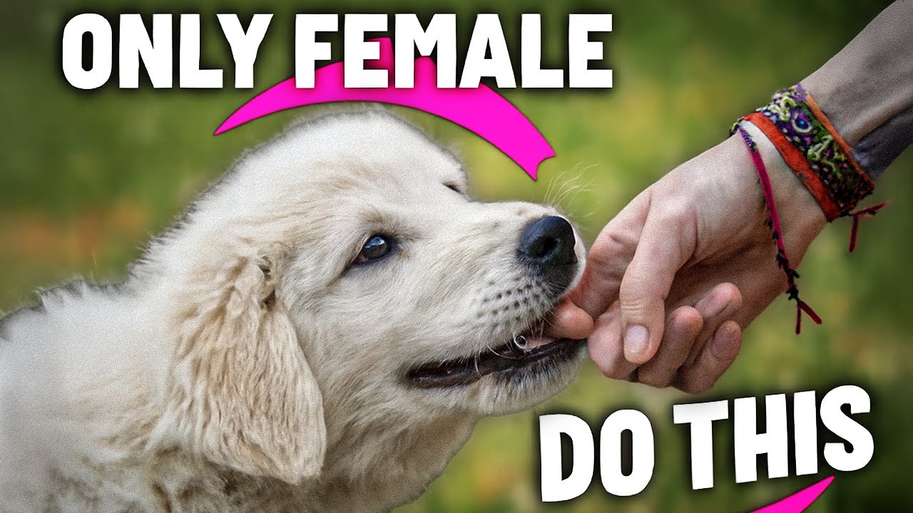 12 Fascinating Facts About Female Dogs (#9 Is So Sweet) - YouTube
