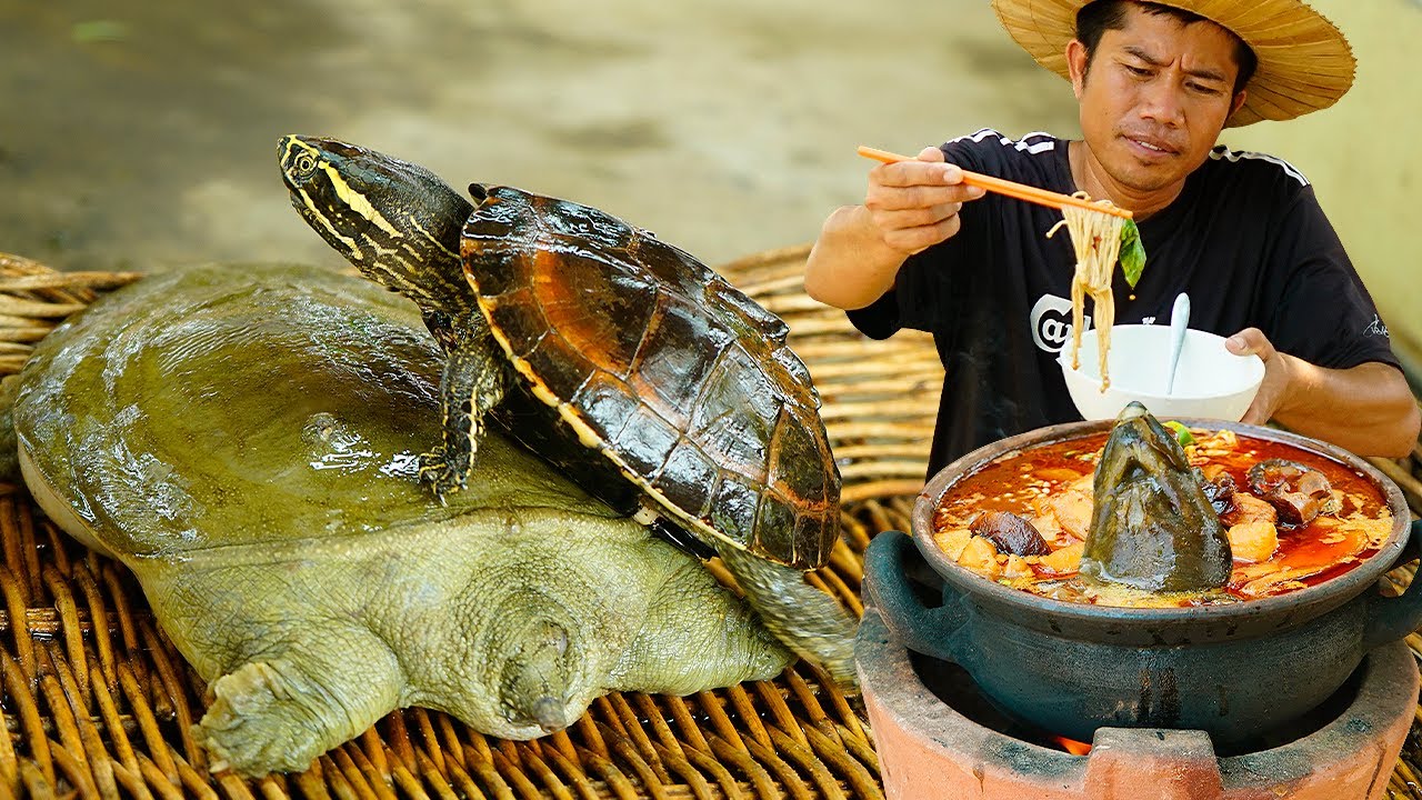 Turtle And Softshell Turtle Cooking | Cooking Turtle For Food - YouTube