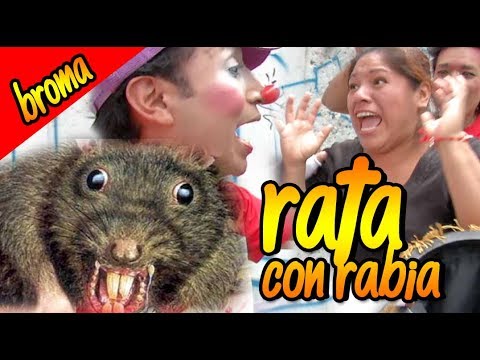 UNA RATA CON RABIA / BROMA - YouTube