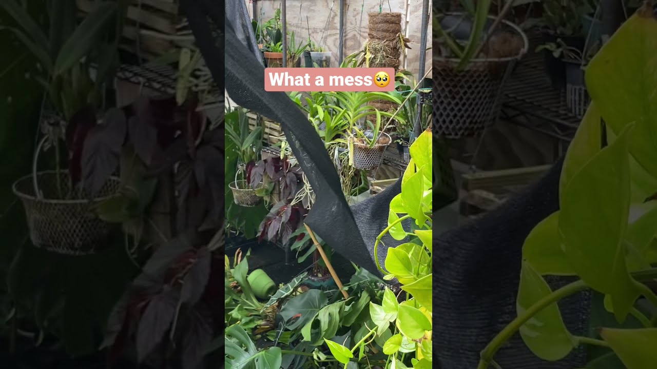 Tropical Storm Nicholas mess || #mylittlejungle #shorts # ...