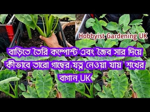 How to care for taro plants with homemade compost and organic ...