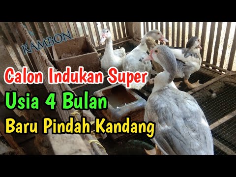 calon indukan entok rambon silver pindah kandang - YouTube