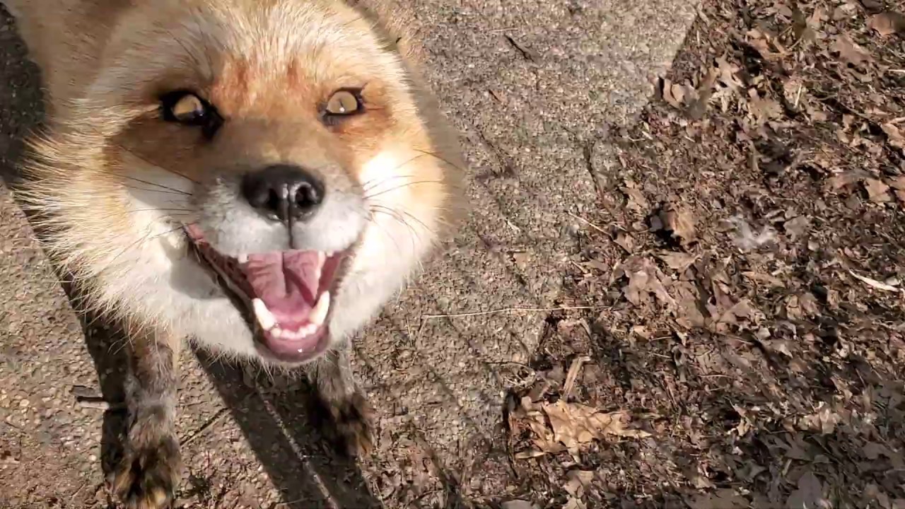 It's Finnegan Fox and Friends! - YouTube