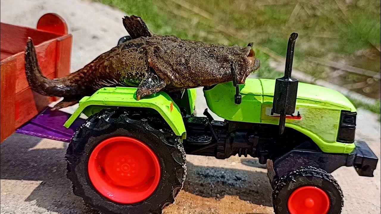 Fish 🐟 helping me cartoon video | tractor cartoon science project ...