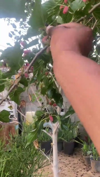 توت بلدي - YouTube