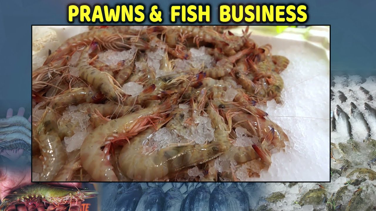 How To Start Prawns fish Business | Business Ideas | Fish | Money ...