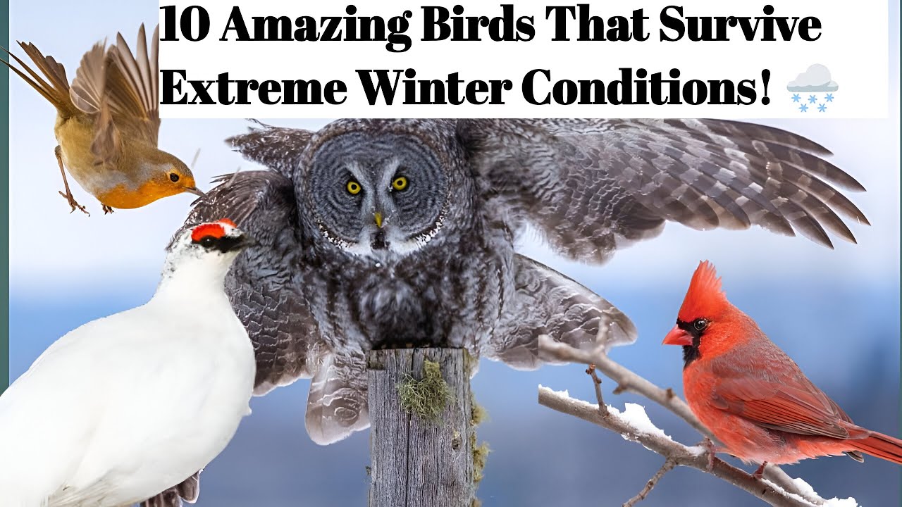 10 Amazing Birds That Survive Extreme Winter Conditions! 🦉🌨 | Evolution ...