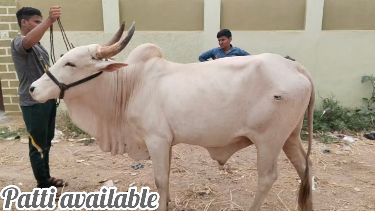 bada janwar available in Shaheen nager Hyderabad - YouTube