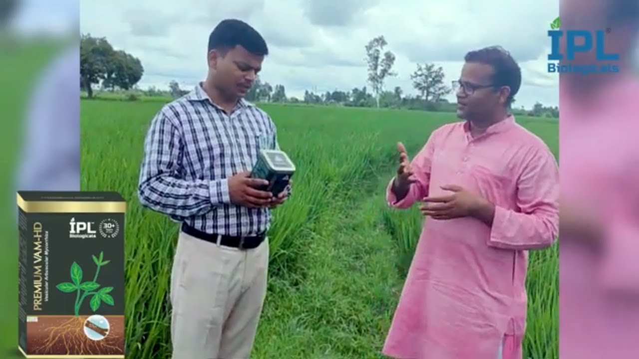 धान की बम्पर उपज अब मुमकिन है Vam-HD के साथ ! | Vam-HD | IPL ...