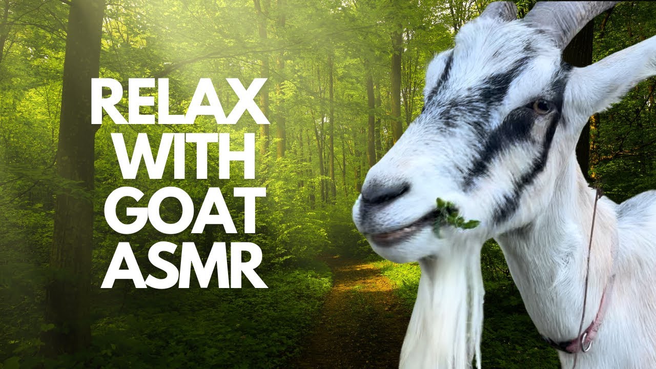 Goat ASMR: Let your nervous system relax to the sound of goats grazing ...