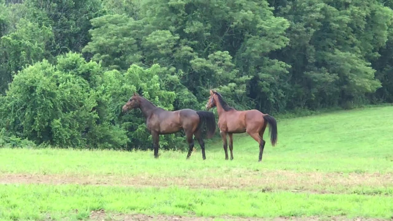 Windy Ridge Farm "Make it Magic WRF and Miles Davis WRF - YouTube