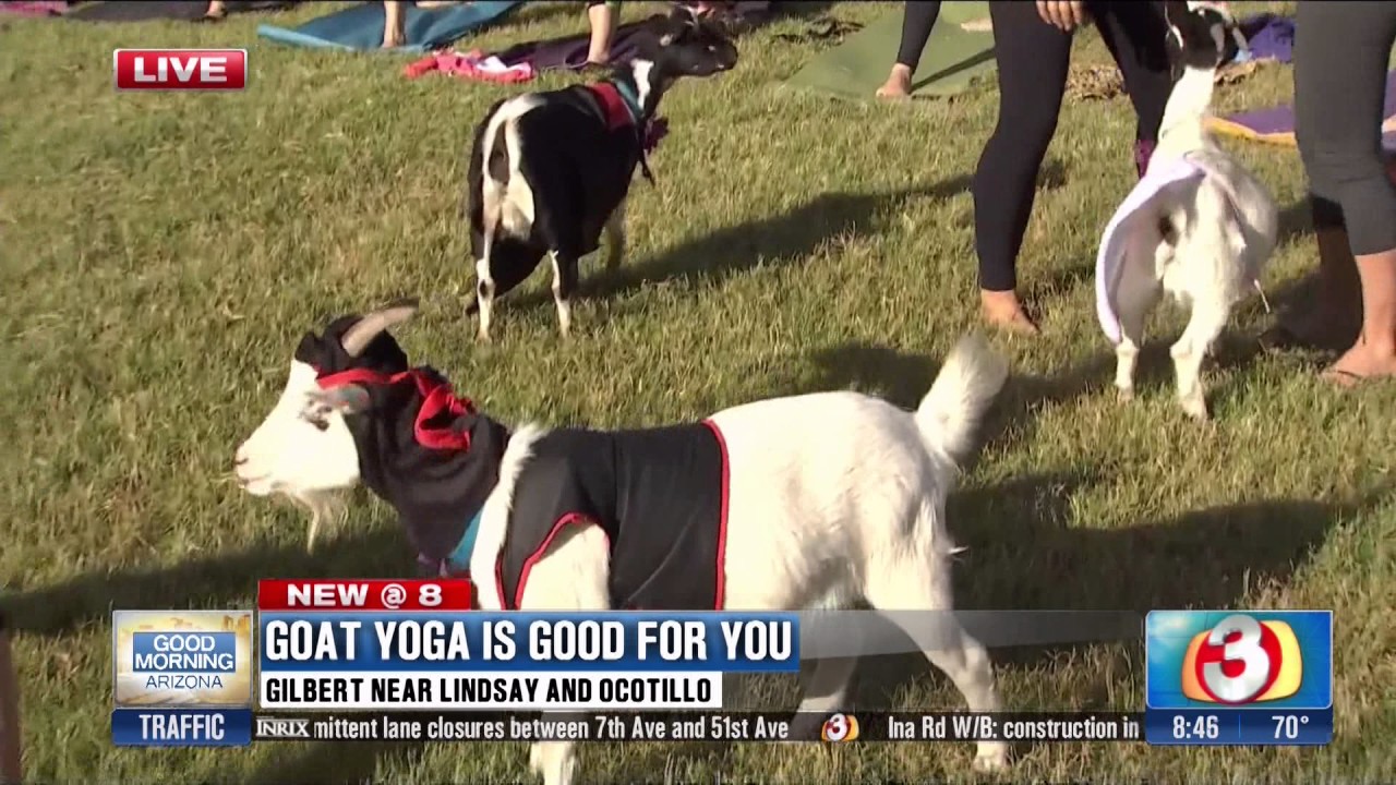 goat yoga good morning arizona news ch 3 halloween www.azgoatyoga.com ...