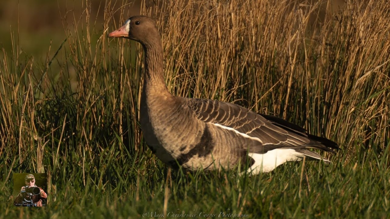 Russian White fronted Geese by "Camilla & I" - YouTube