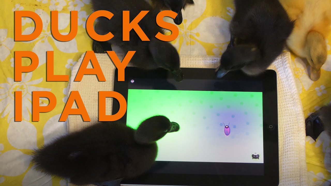 Funny Baby Ducks Play with IPAD - YouTube