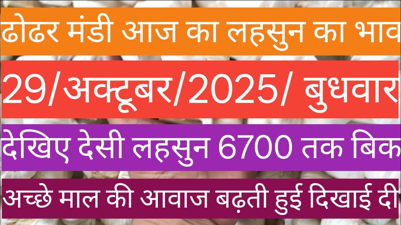 ढोढर मंडी आज का लहसुन का भाव // Dhodhar Mandi Aaj Ka Lahsun Ka Bhav ...