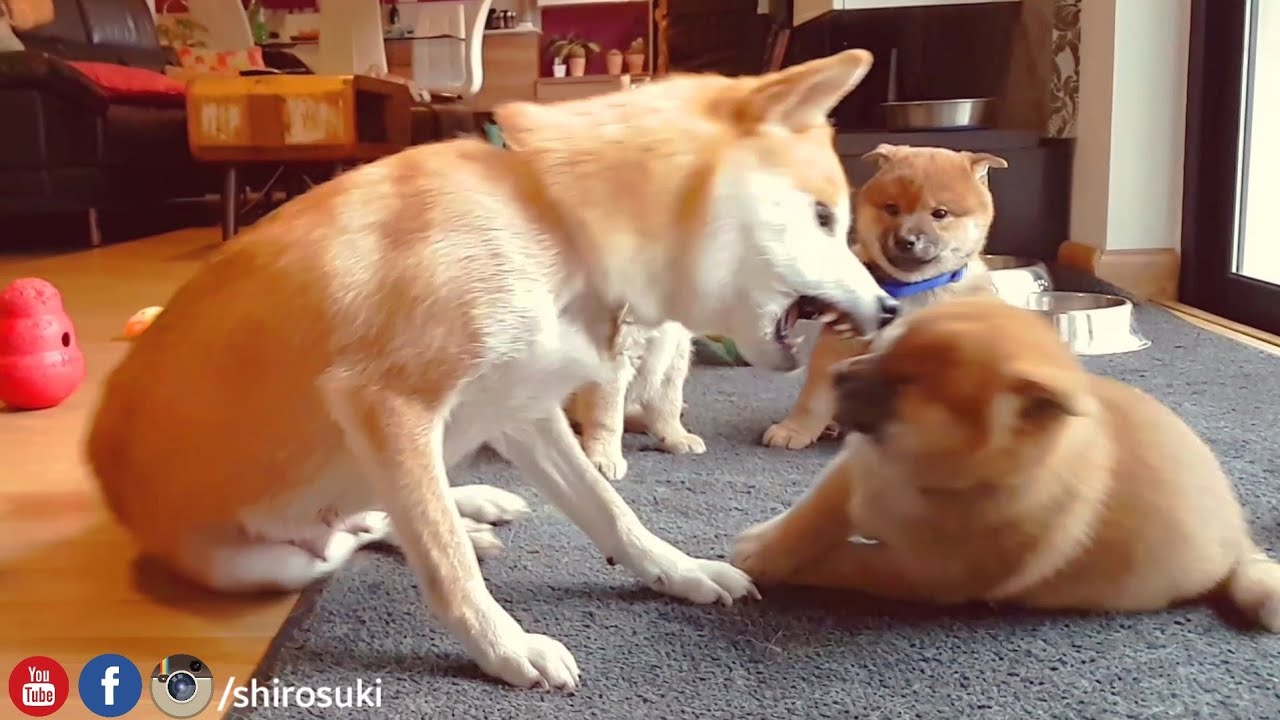 Mom needs spa day ASAP - MLIP / Ep 68 / Shiba Inu puppies - YouTube