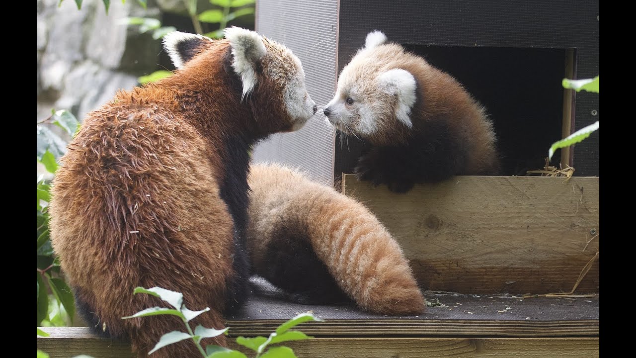Red Pandas Born at Longleat Safari Park - YouTube