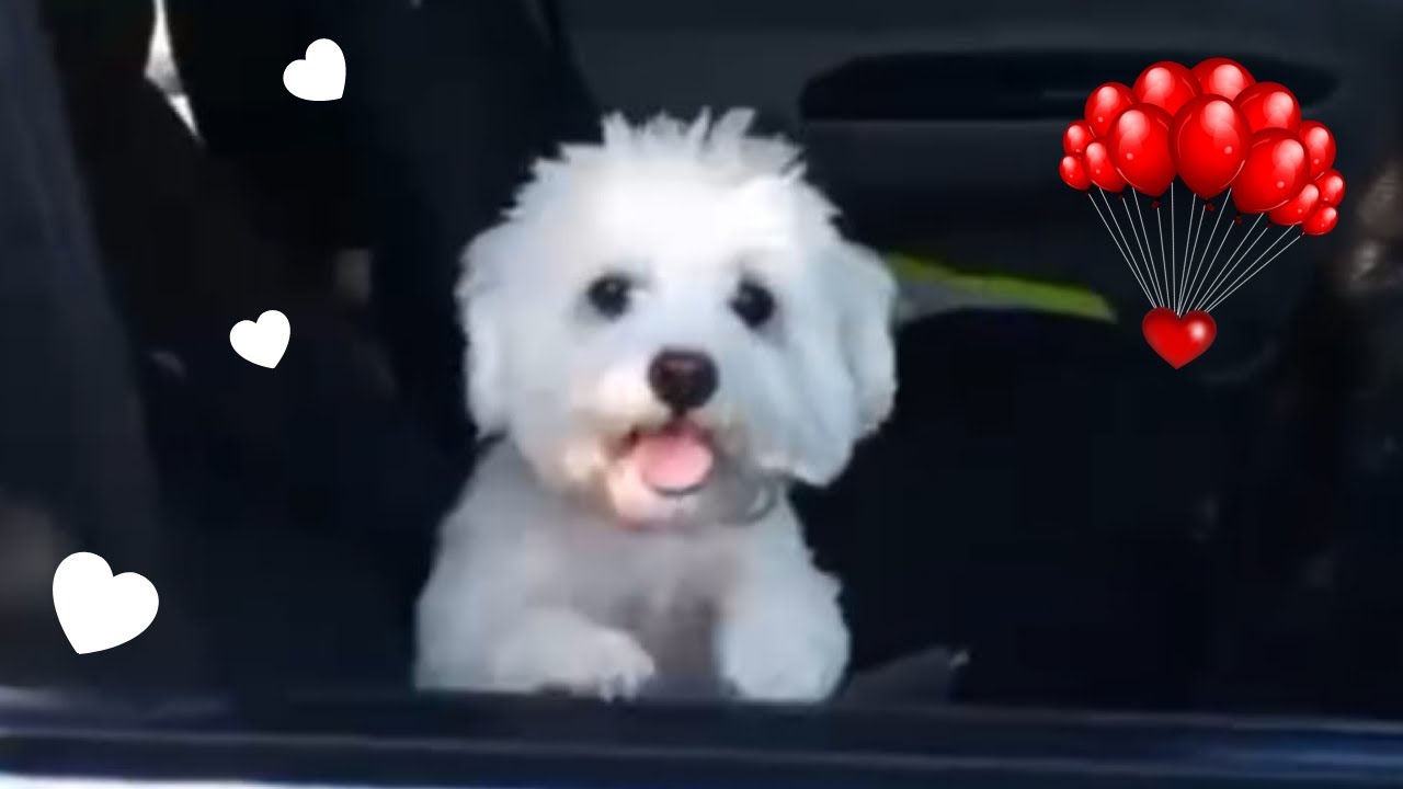 My sweet dog is my love - it relieves tension and stress, relaxes and ...
