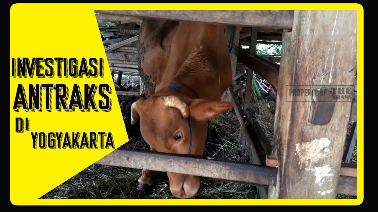 Investigasi penyakit antraks pada sapi dan kambing di Yogyakarta - YouTube