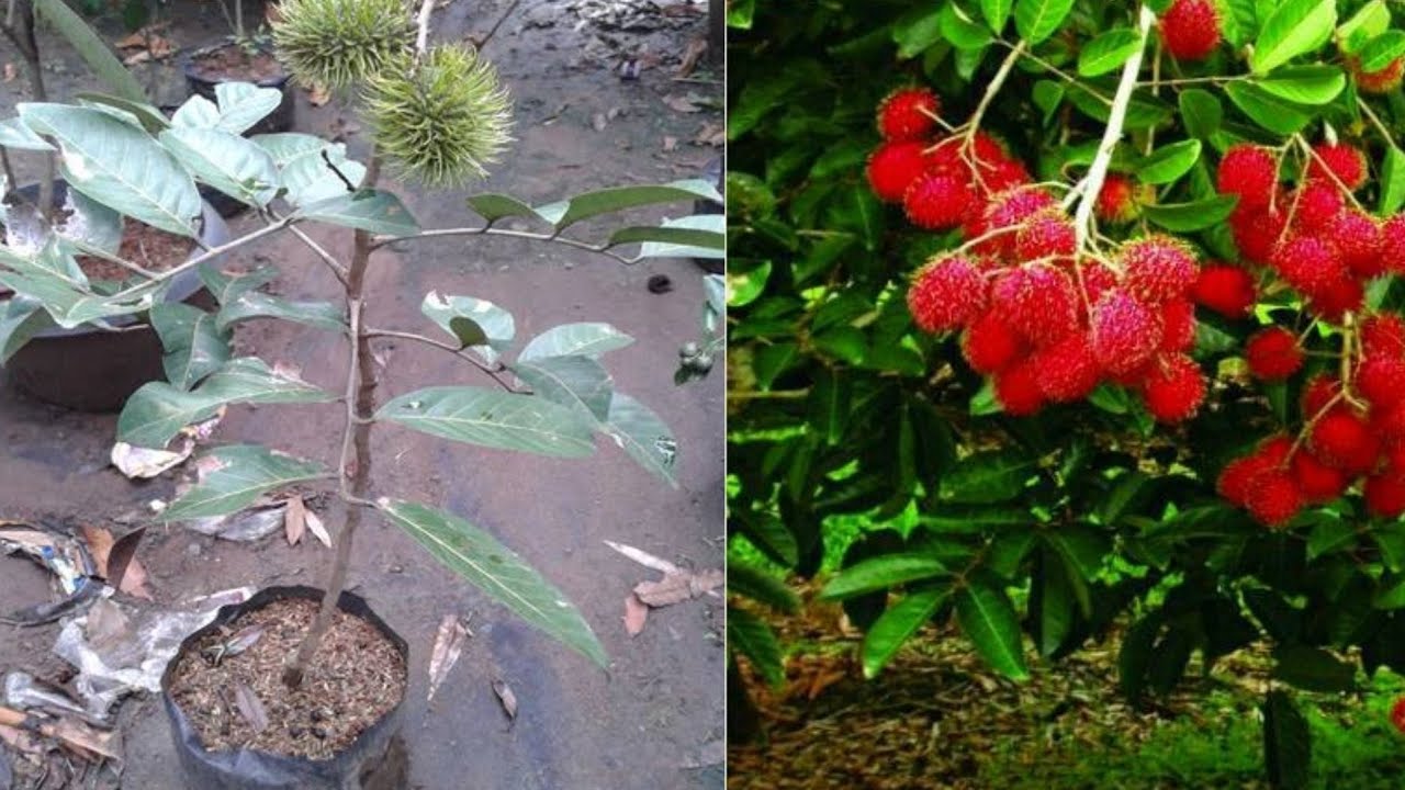 planting rambutan fruit in pots, bearing lots of fruit, with purih ...