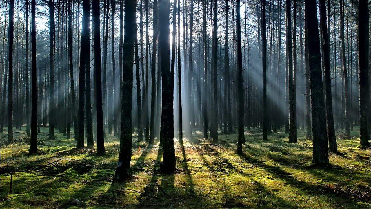 Jezus o poranku - tonacja D-dur - YouTube