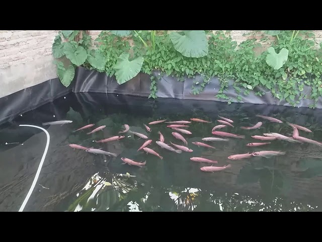 Ikan Nila Merah Di Kolam Terpal