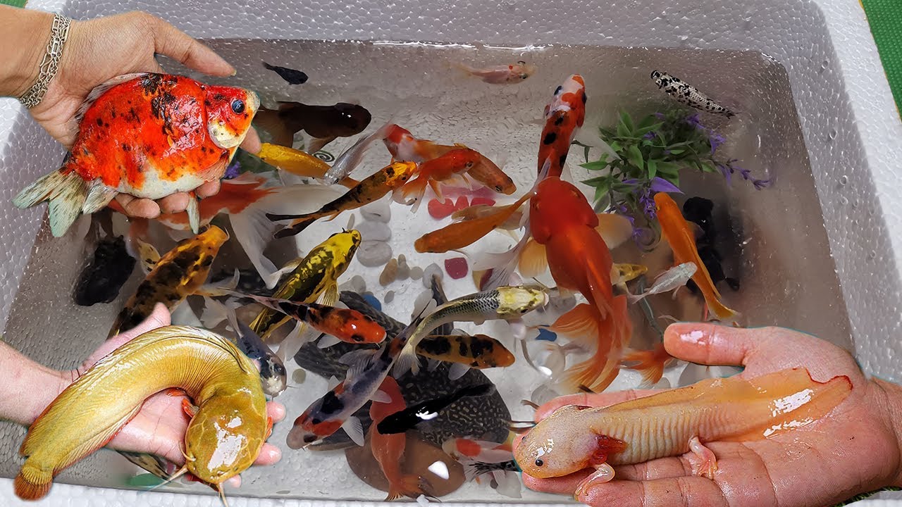 Beef Fish Axolotl Fish Molly Guppy Ping Pong Angelfish Cichlid Koi ...