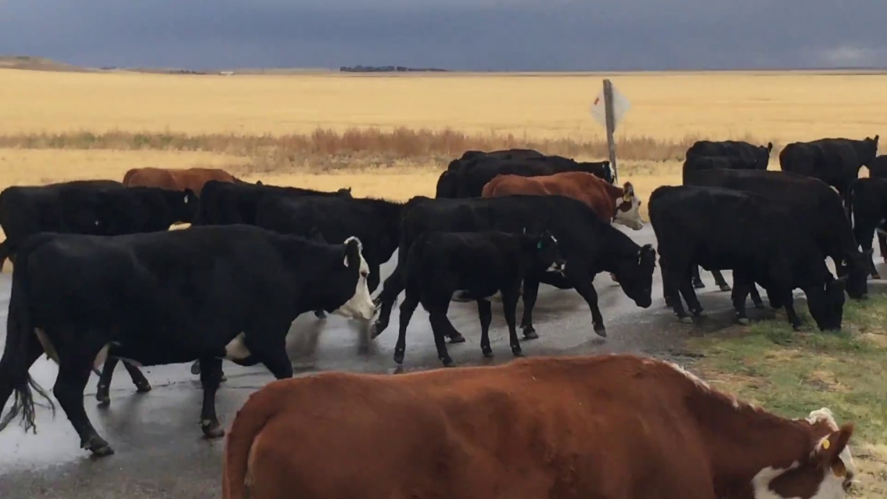 First Peoples Buffalo Jump, Ulm Montana - YouTube