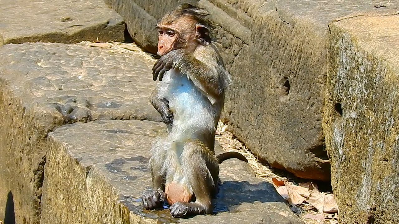 All small monkey in Amari group joyful swimming under hot sunny - YouTube