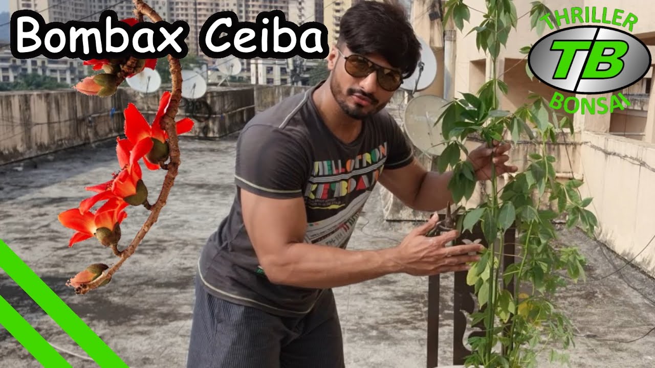 Malabar silk-cotton tree - Repotting - Training Bonsai From Seed - Year ...