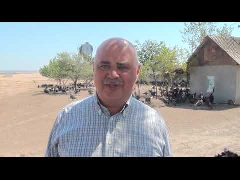 Cəlilabadda hind quşları təsərrüfatı- Fermerlə əlaqə: +99450 222 01 82