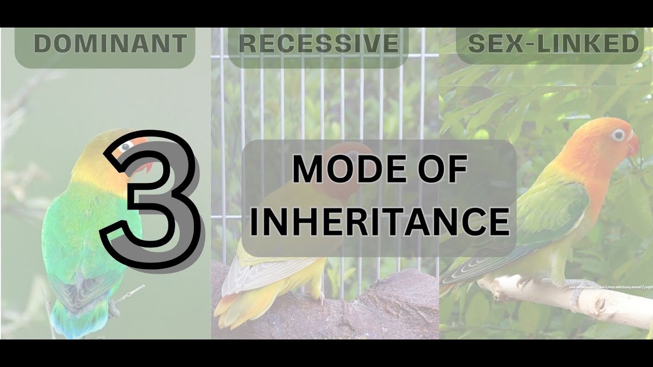 ALBS 2 Fischer's Lovebird - Mode of Inheritance - Paano ba namamana ...