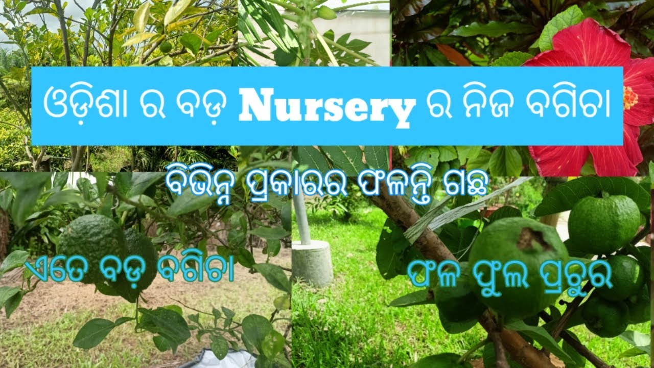 Odisha's Enchanting Nursery Garden Tour: Fruit and Flower Trees Galore ...