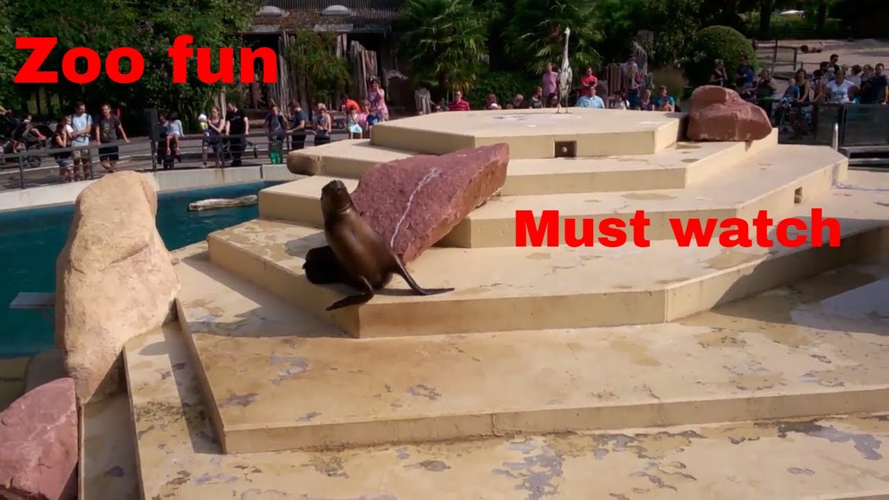 Zoo fun - YouTube