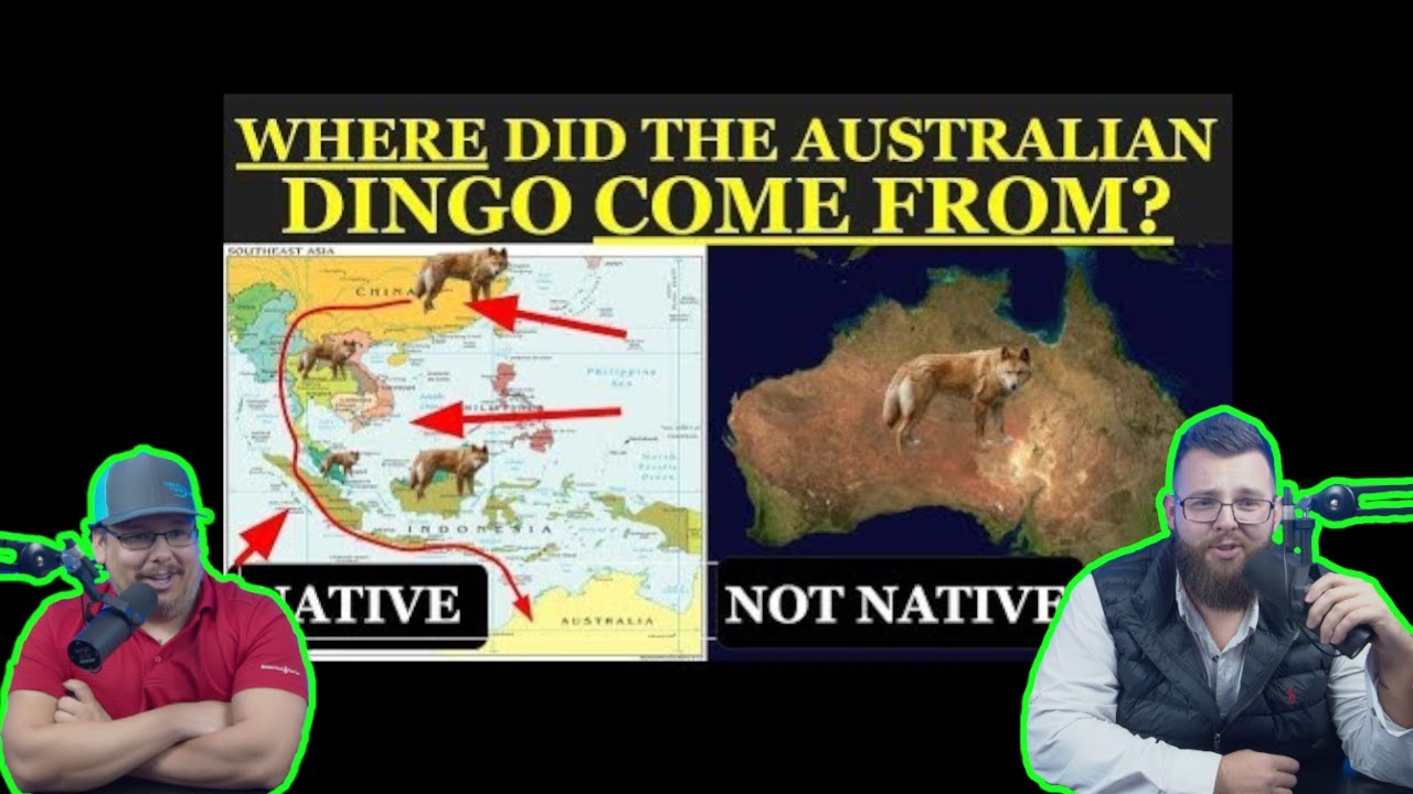 Americans React to Answering Where The Dingo Came From - YouTube