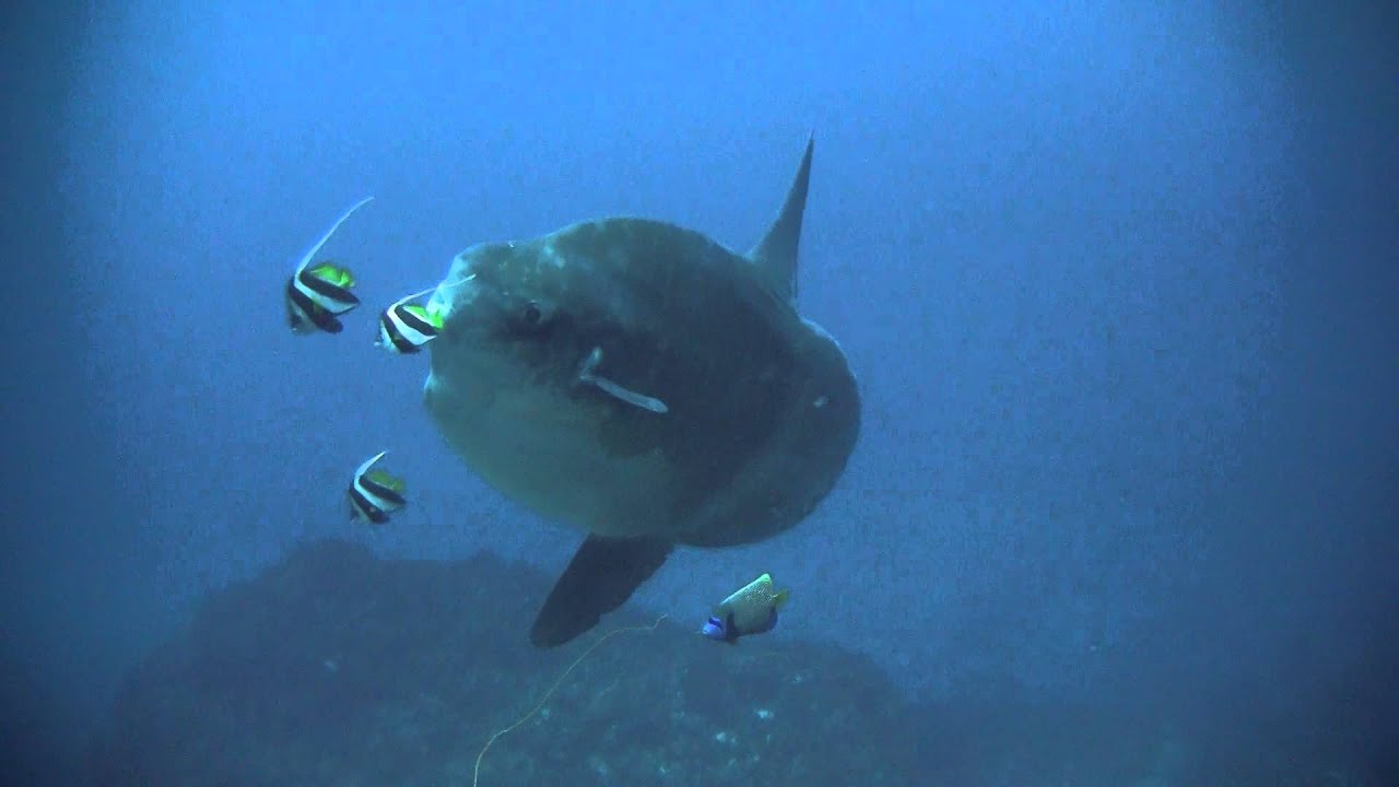 Holy Mola! - YouTube