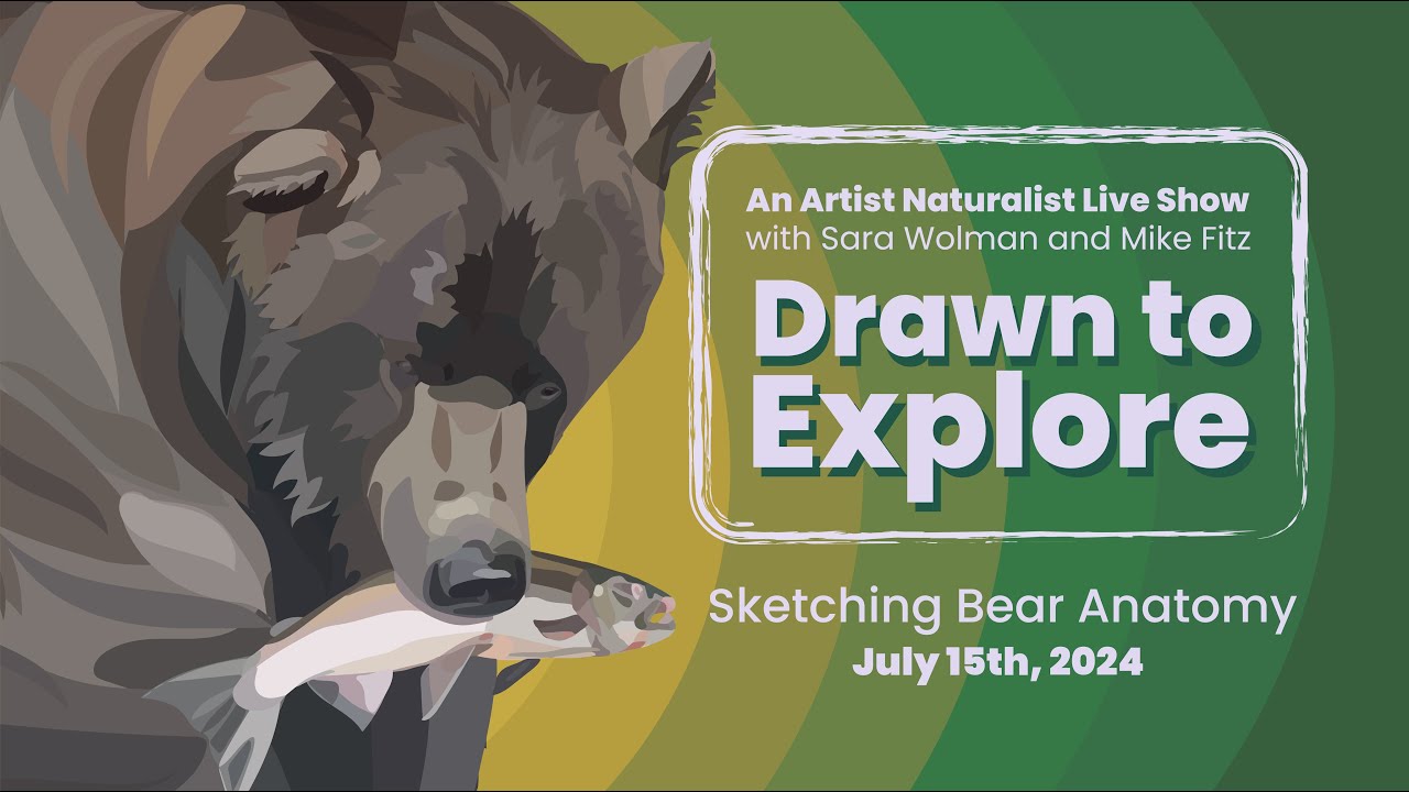 Sketching Bear Anatomy | Drawn to Explore - YouTube