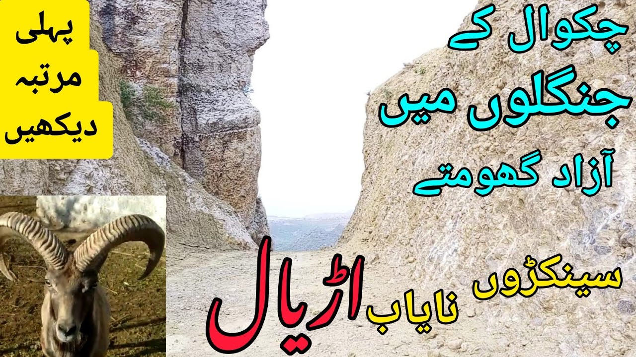 Hunderds of Chakwal's Uriyal Deer / Wild Sheep, first time in Jungle ...