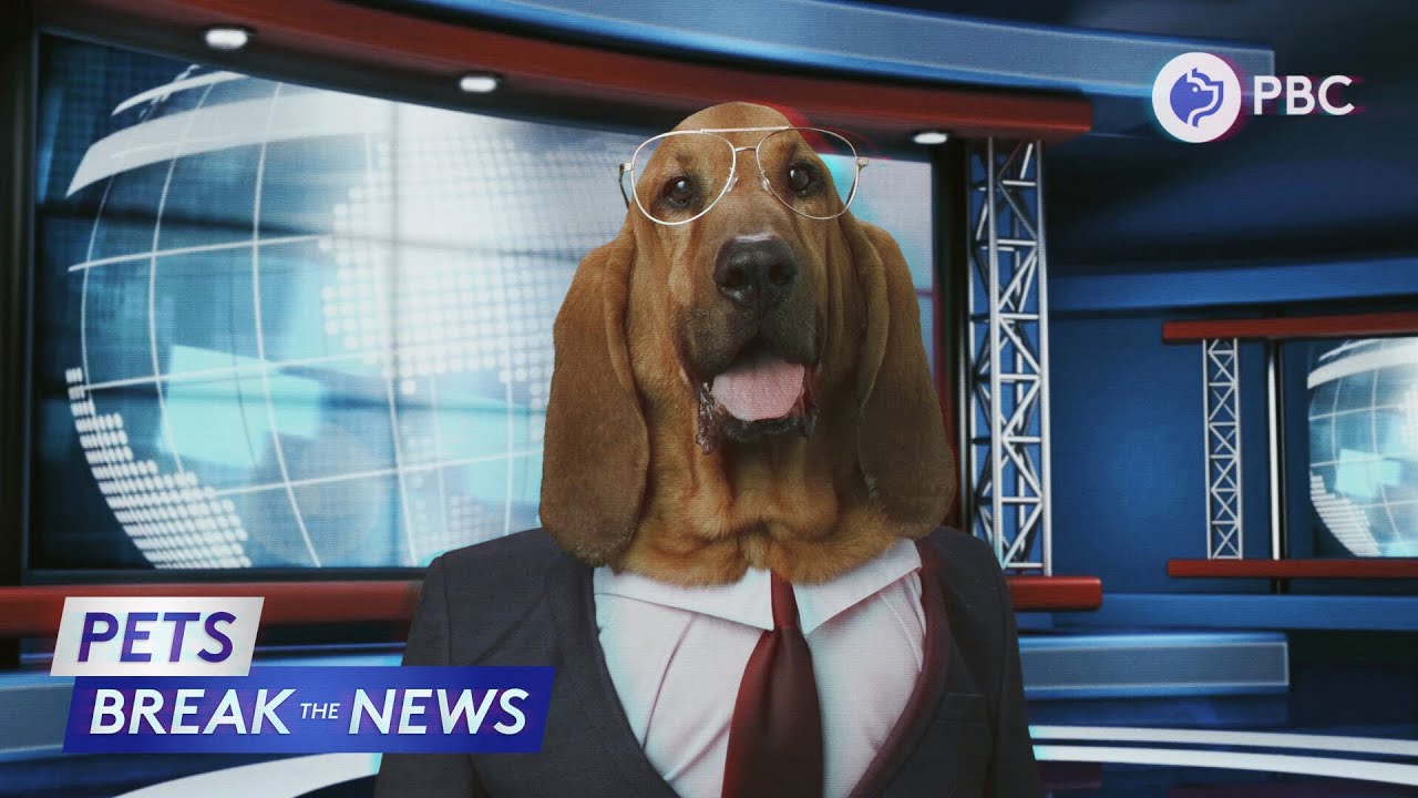 Pets Break the News – Midterms 2018 - YouTube