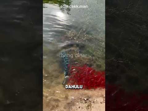 mengharukan😭RIBUAN ANAK TOMAN MENJEMPUT INDUKNYA‼️