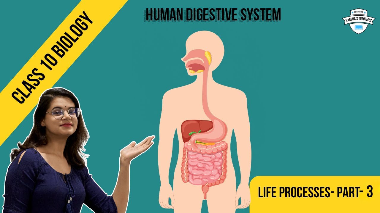 Class 10 | Life Processes | Part -3 - YouTube