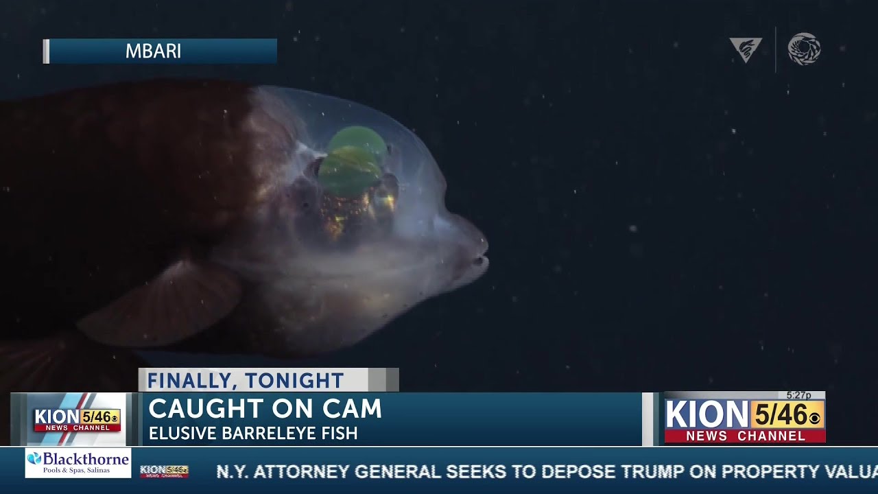 CAUGHT ON CAMERA: Monterey Bay Aquarium found a deep-sea fish - YouTube