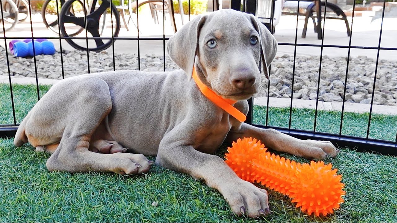 Doberman Puppies Play Outside!! - YouTube