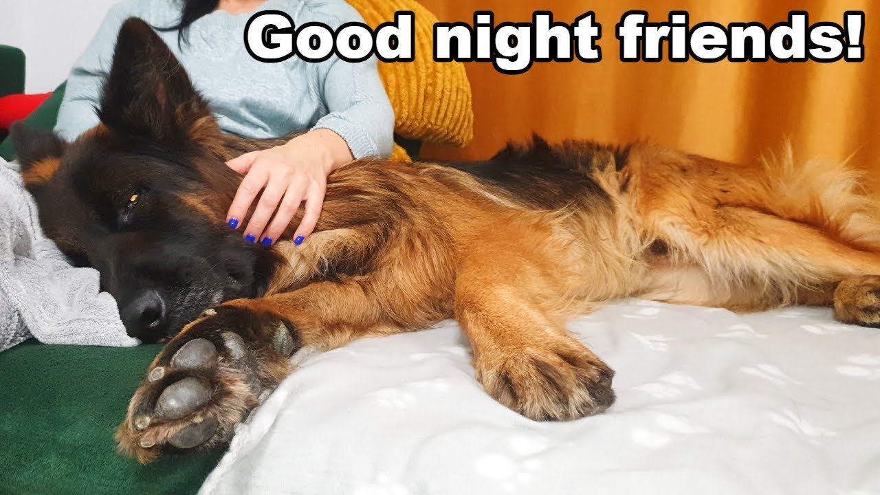 Good Night Friends - Evo the German Shepherd - YouTube