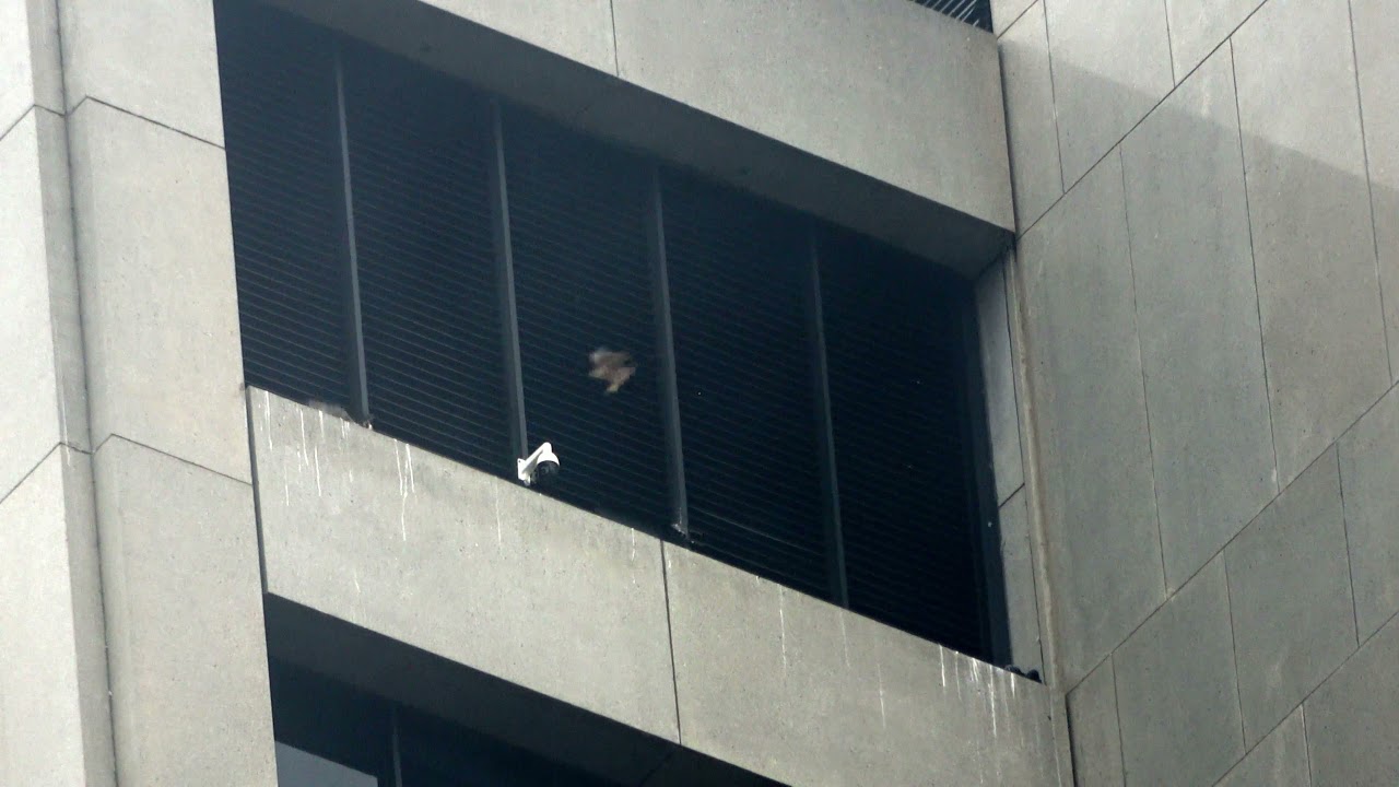 367 Collins Falcons Taking Off - 12th November 2021 - YouTube